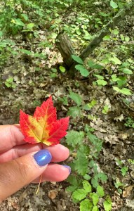 A surprise pop of color! - Journey to my heart....